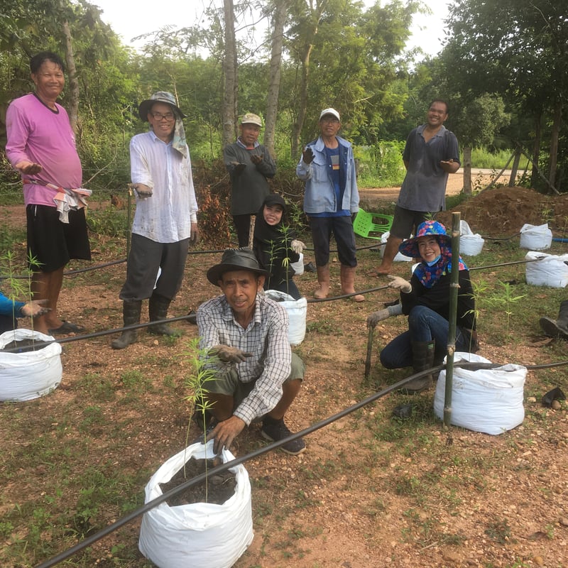 กัญชาบ้านหาดแพง in Nakhon Phanom, Thailand - Cannabis in Thailand
