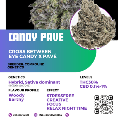Candy pave (compound genetics) at Deeprootscannabis in Bangkok - Weed ...