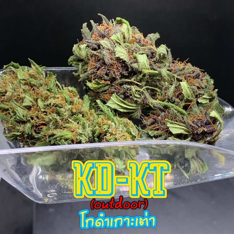 KD-KT Cannabis Flower at ZumpStock(ซ้ำสต๊อก)กัญชาโคราช in Nakhon Ratchasima - Weed in Thailand