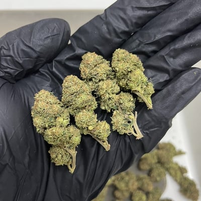 Honey Pave at Greenhill Organic Cannabis Farm in Chiang Rai - Weed in ...