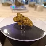 Platinum Gelato Cannabis Flower at MCM Cannabis in Chiang Mai - Weed in ...