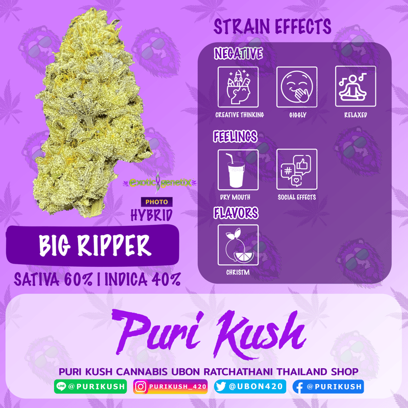BIG RIPPER Cannabis Flower at กัญชาอุบลราชธานี Puri kush Cannabis Ubon in Ubon Ratchathani ...