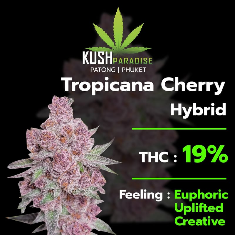 Tropicana Cherry Cannabis Flower at Kush Paradise Weed Cannabis Shop Cafe&Bar in Phuket - Weed ...