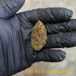 OG KUSH Cannabis Flower at panic cat og in Chiang Rai - Weed in Thailand