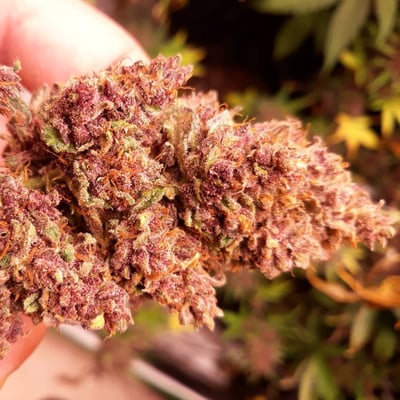 MIMOSA X ORANGE PUNCH Cannabis Flower at Ubonweed in Ubon Ratchathani ...