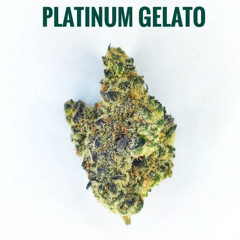 Platinum Gelato Cannabis Flower at MCM Cannabis in Chiang Mai - Weed in ...
