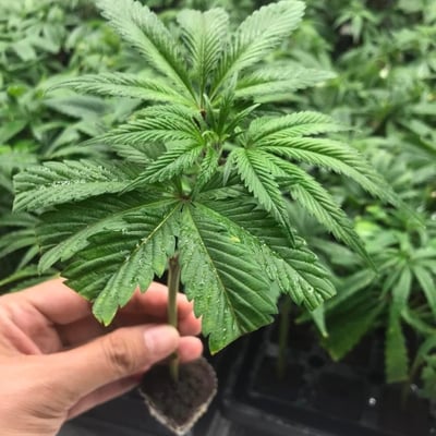 Cannabis Shop (Green Elephant 420) in Chiang Mai, Thailand - Cannabis ...