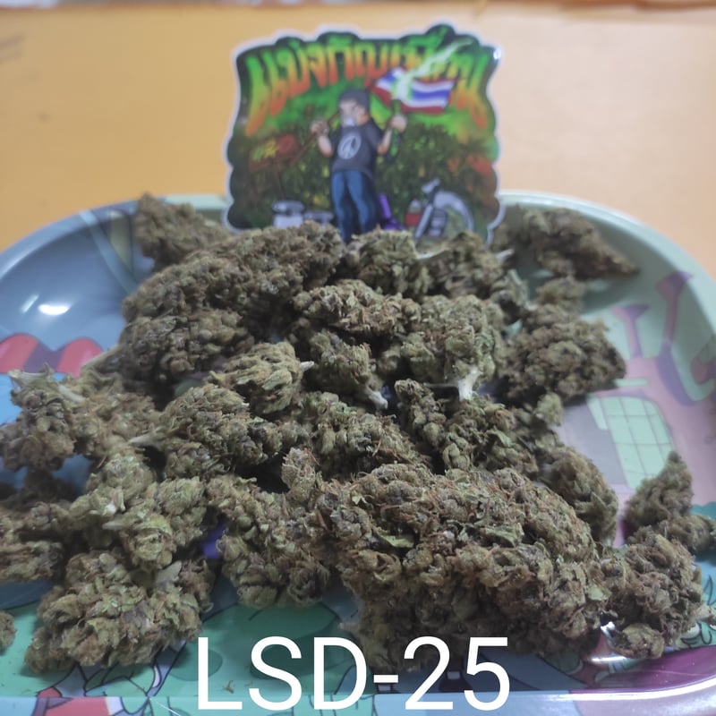 Lsd-25 Cannabis Flower at แบ่งกัญเพื่อน Share your friends Weed Café in Pattaya - Weed in Thailand
