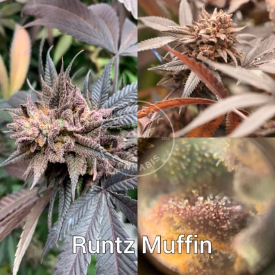 BERZERK CANNABIS in Prachuap Khiri Khan, Thailand - Cannabis in Thailand