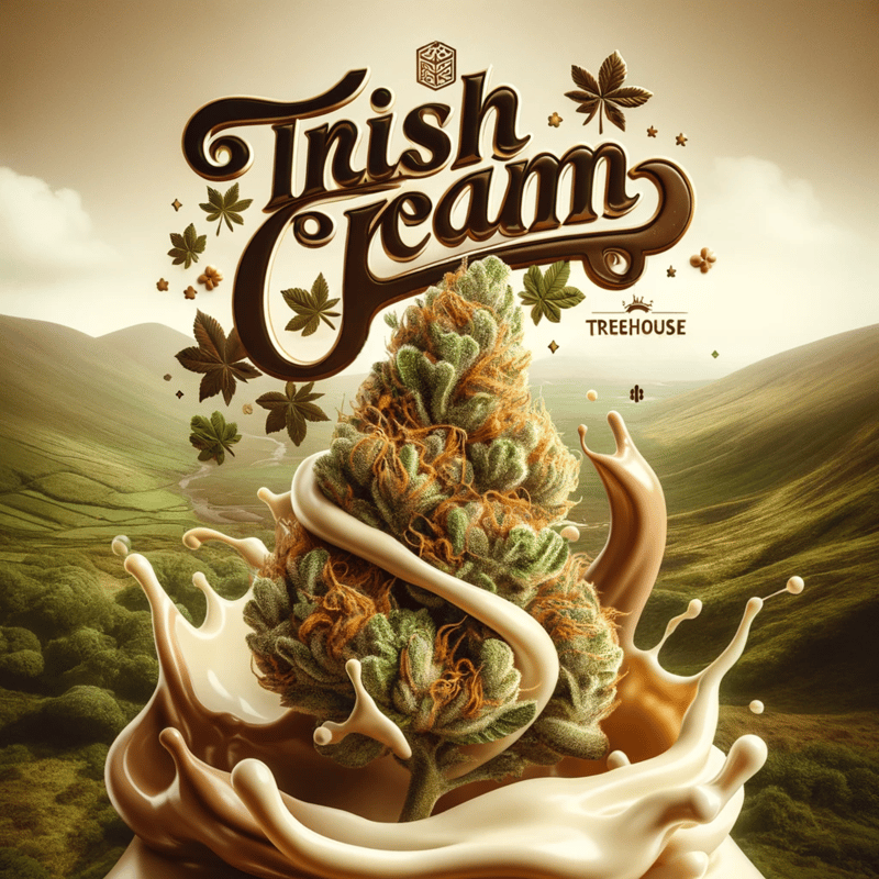 IRISH CREAM (Greenhouse) Cannabis Flower at Treehouse Dispensary Chiang ...