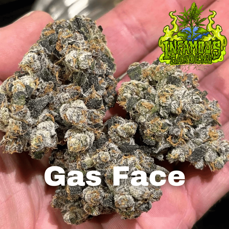 Gas Face by Infamous Gardens Cannabis Flower at Thai Top Shelf Cannabis ...