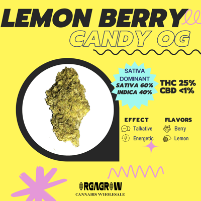 Orgagrow Cannabis Wholesale in Pathum Thani, Thailand - Cannabis in ...