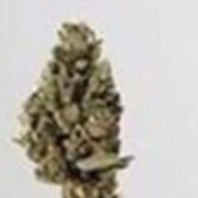 Mellow’s weed in Bangkok, Thailand - Cannabis in Thailand