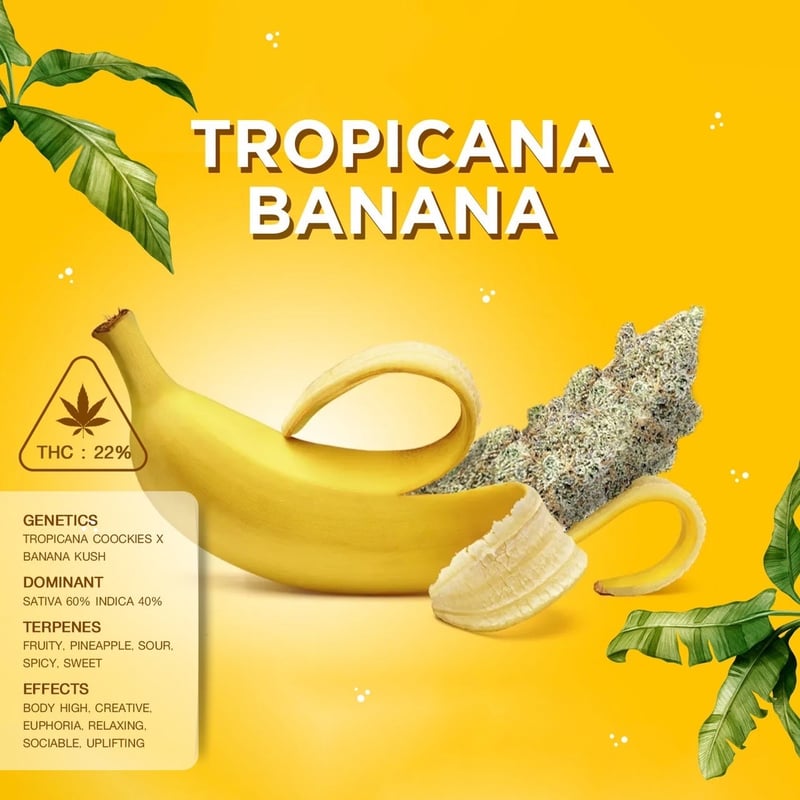 Tropical banana Cannabis Flower at HighFive Cannabis & Social Bar in ...